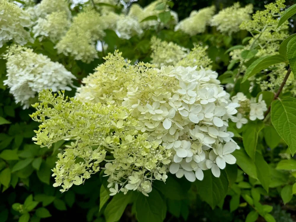 Hydrangea paniculata 'RUBY' (Angel's Blush Hydrangea) — Northwest Blooms