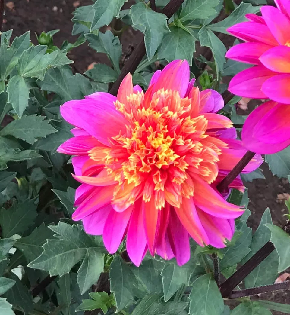 Dahlia 'SB's Red Baron' — Northwest Blooms