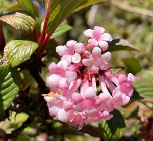 Viburnum tinus ‘Spring Bouquet’ (Spring Bouquet Laurustinus ...