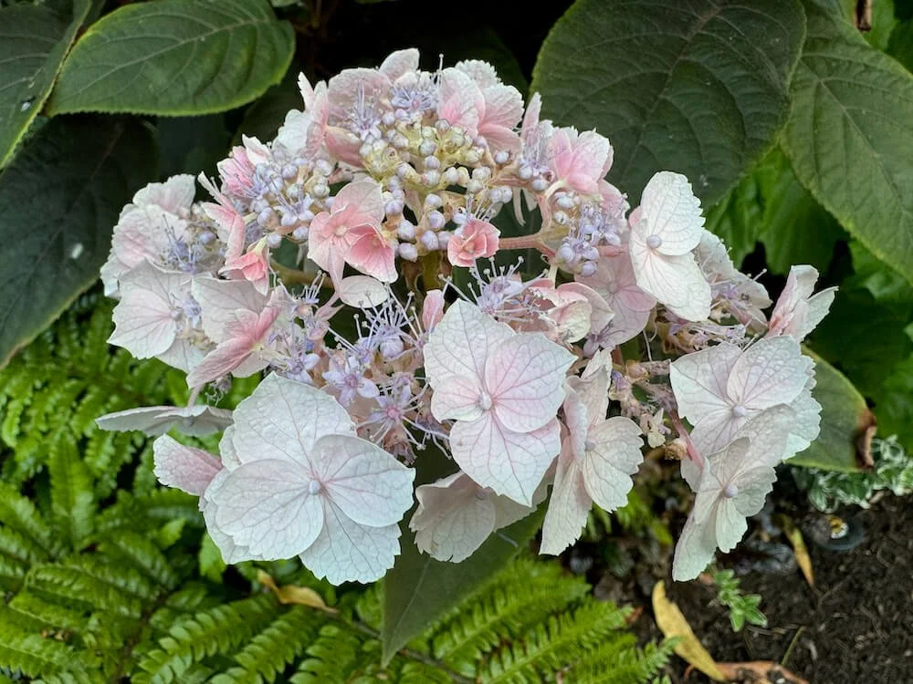 Hydrangea paniculata 'AJ14' (Early Evolution Hydrangea) — Northwest Blooms