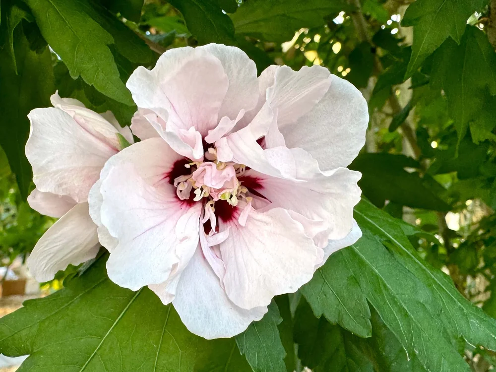 Clethra alnifolia 'Hummingbird' (Hummingbird Summersweet) — Northwest ...
