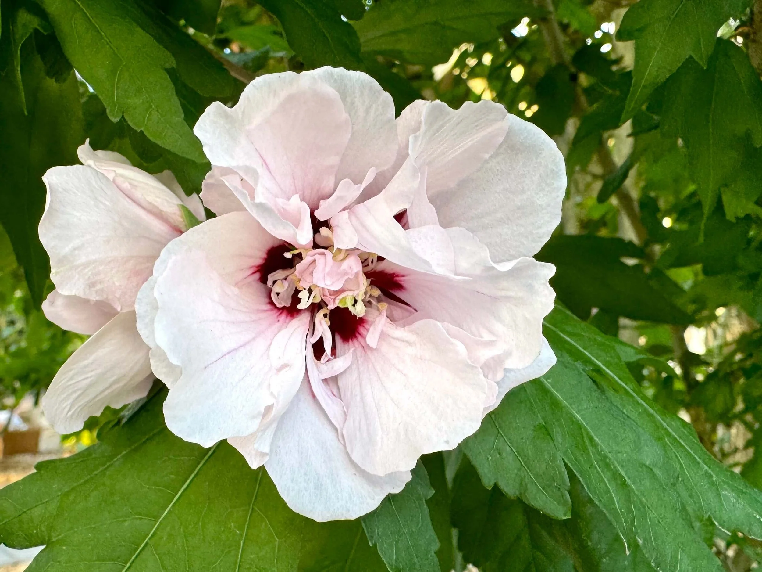 Clethra alnifolia 'Hummingbird' (Hummingbird Summersweet) — Northwest ...