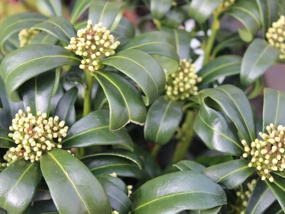 Prunus laurocerasus 'Mount Vernon' (Dwarf English Laurel) — Northwest ...