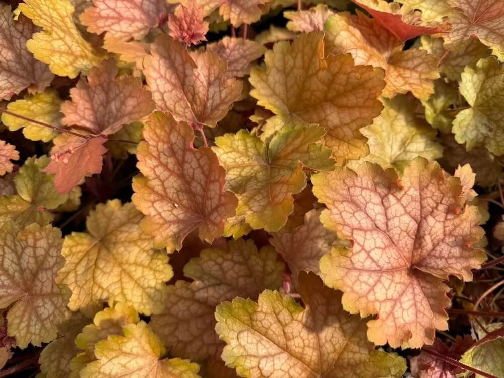 Heuchera 'Carnival Fall Festival' (Carnival Fall Festival Coral Bells ...