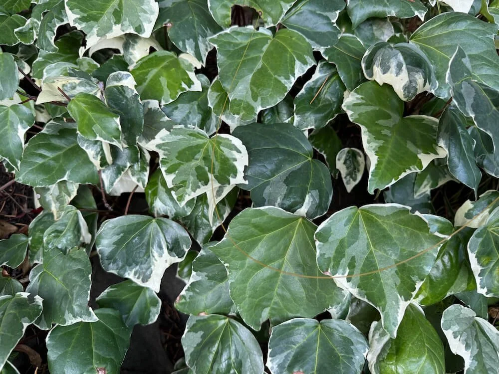 Hedera algeriensis 'Gloire de Marengo' (Gloire de Marengo Algerian Ivy ...