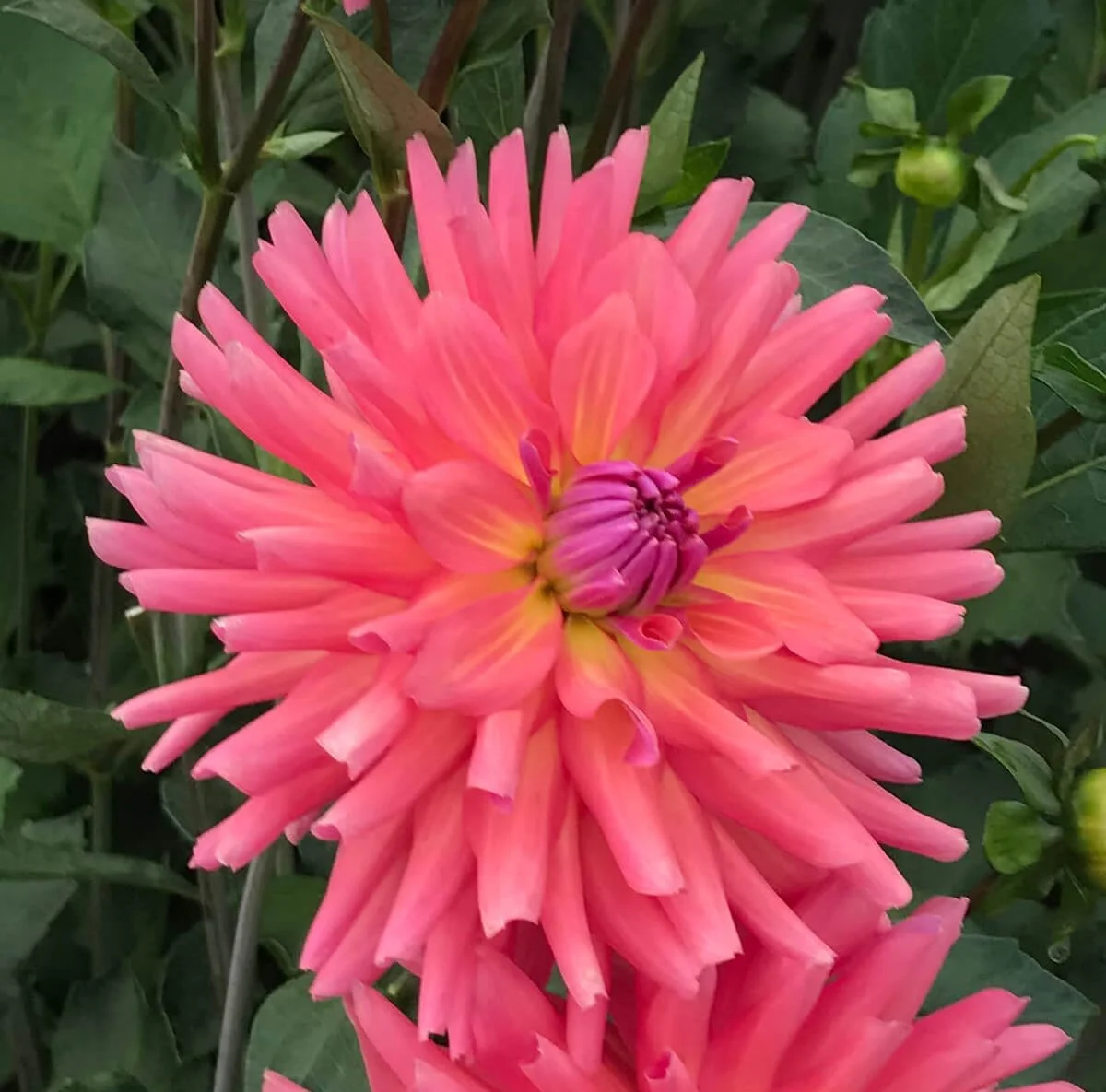 Dahlia 'Giggles' (Giggles Dahlia) — Northwest Blooms