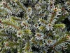 Taxus x media 'H.M. Eddie' (H.M. Eddie Yew) — Northwest Blooms