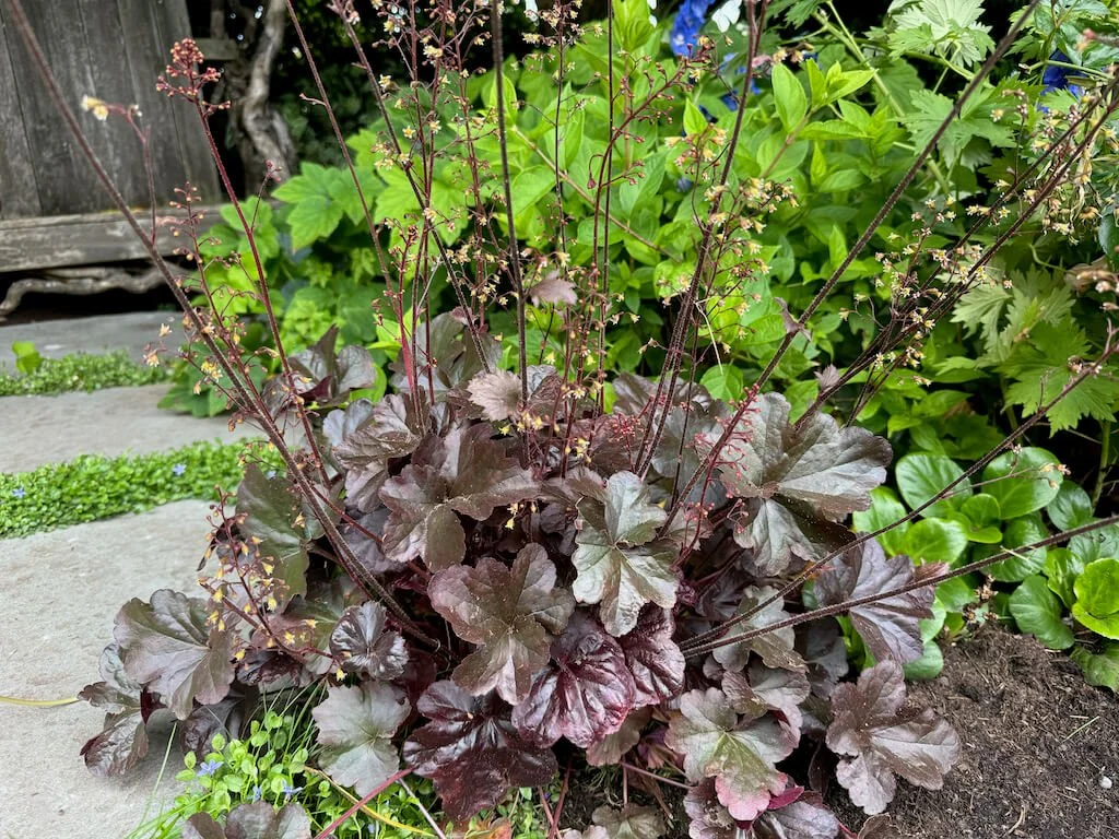 Heuchera ‘Obsidian’ (Obsidian Coral Bells) — Northwest Blooms