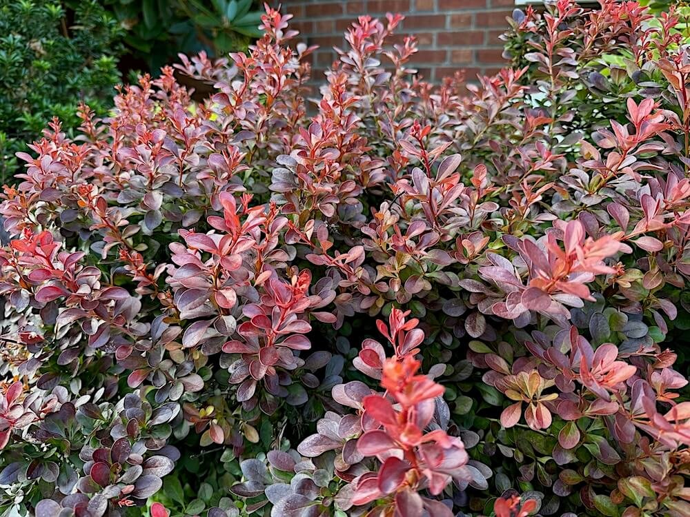 Nandina domestica 'Burgundy Wine' (Burgundy Wine Heavenly Bamboo ...