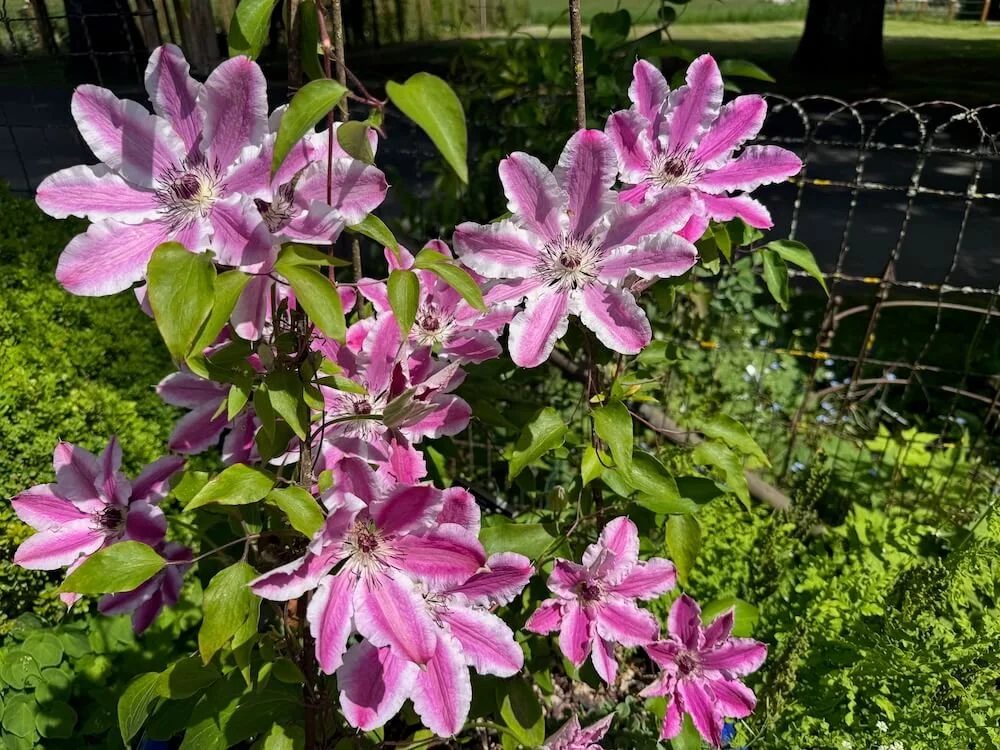 Clematis patens 'Souvenir du Capitaine Thuilleaux' (Souvenir du ...