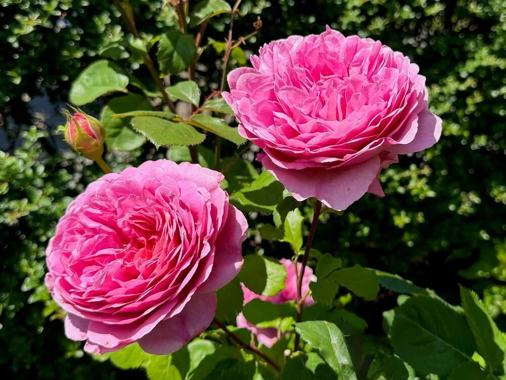 Rosa 'Julie Andrews' (Julie Andrews Hybrid Tea Rose) — Northwest Blooms