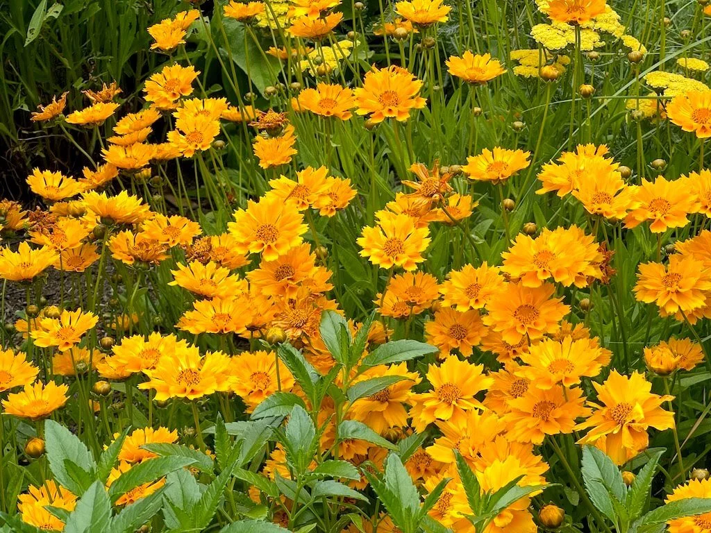 Coreopsis verticillata 'Zagreb' (Zagreb Threadleaf Tickseed ...