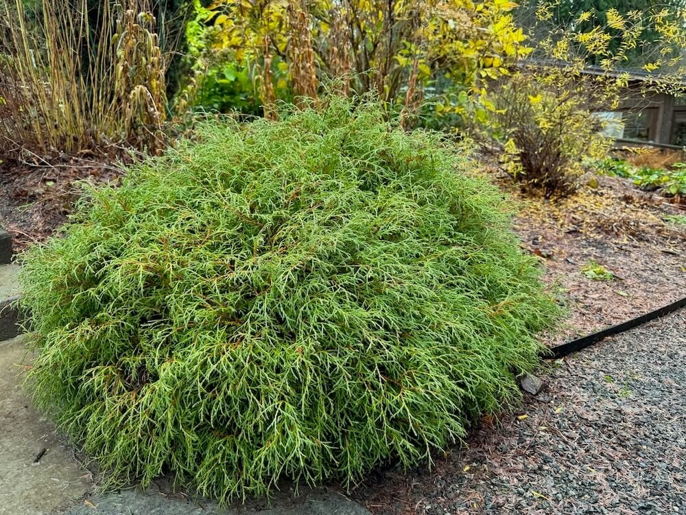 Taxus x media 'H.M. Eddie' (H.M. Eddie Yew) — Northwest Blooms