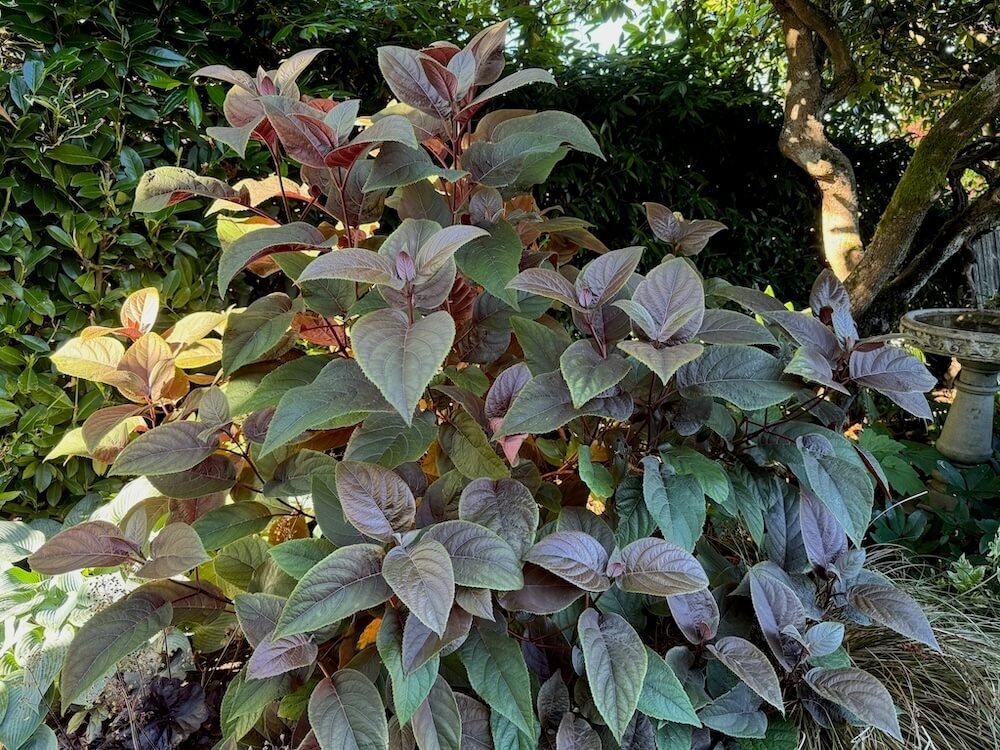 Prunus laurocerasus 'Mount Vernon' (Dwarf English Laurel) — Northwest ...
