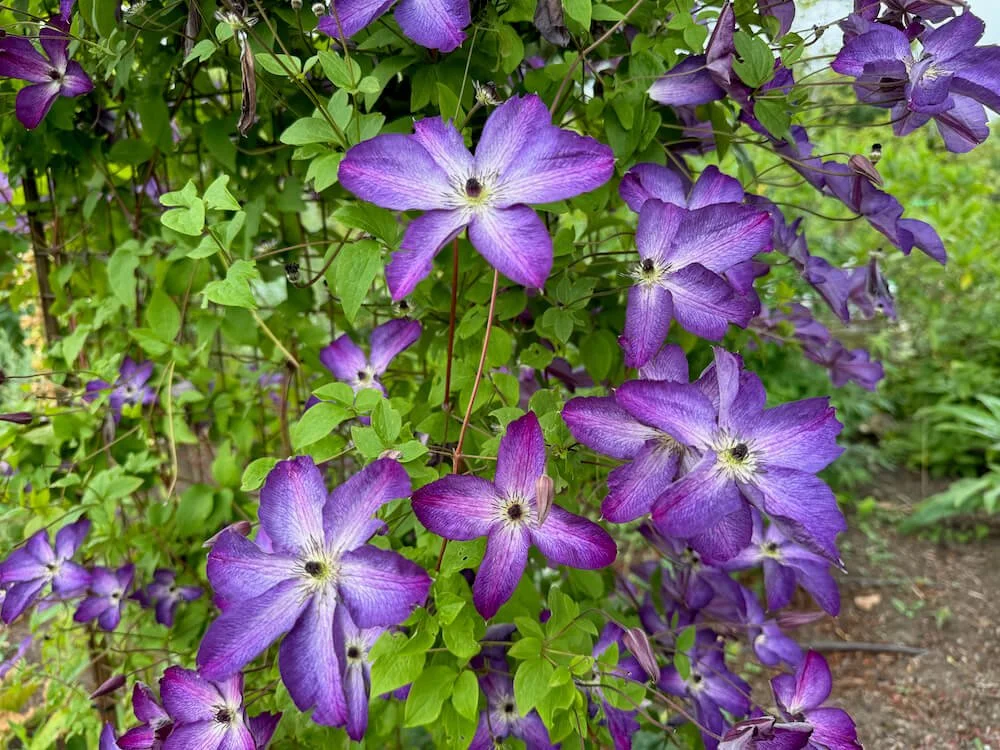 Clematis 'Perrin's Pride' (Perrin's Pride Clematis) — Northwest Blooms