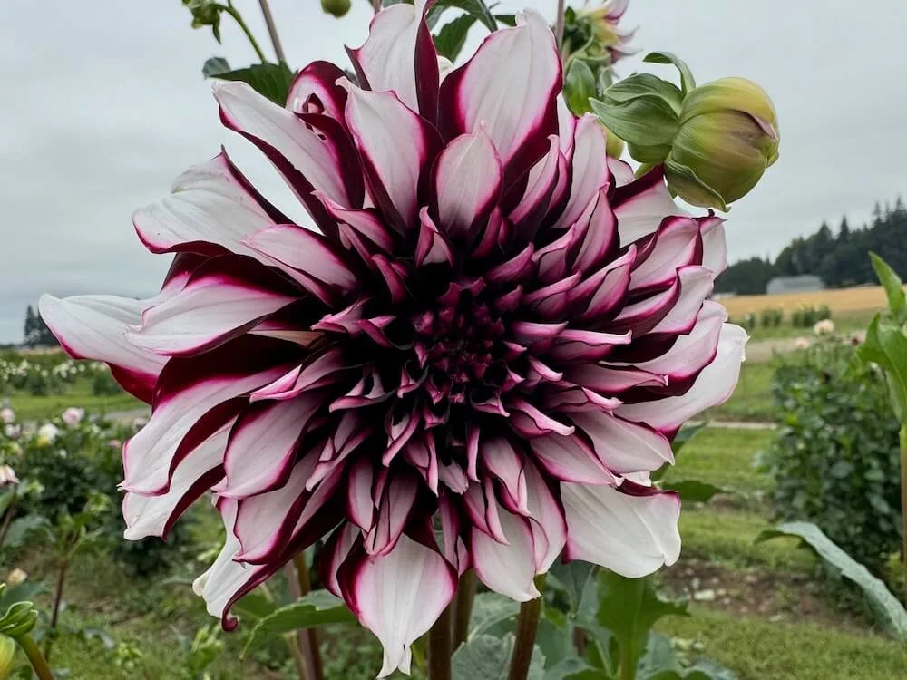 Dahlia 'Karma Chocolate' (Karma Chocolate Dahlia) — Northwest Blooms