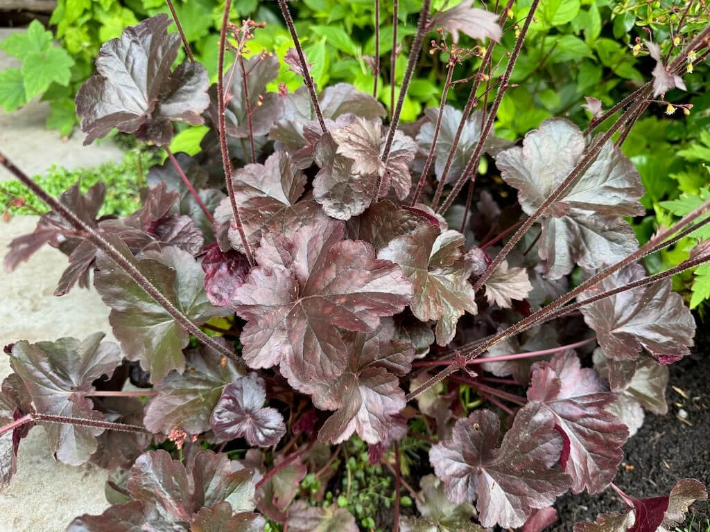 Heuchera ‘Obsidian’ (Obsidian Coral Bells) — Northwest Blooms