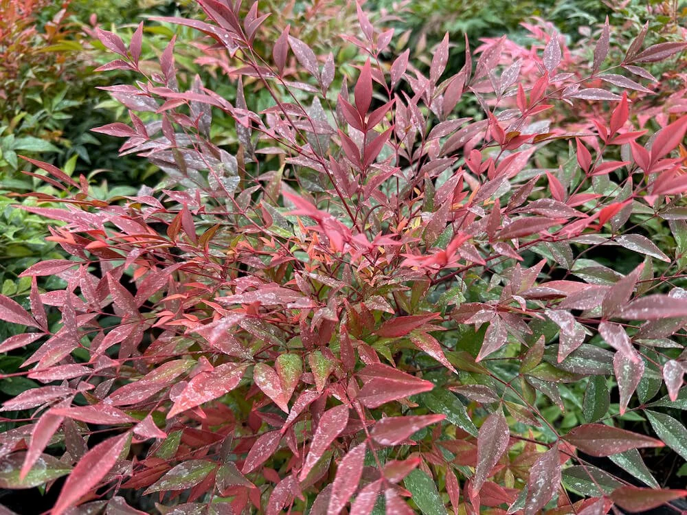 Leucothoe fontanesiana 'Rainbow' (Rainbow Drooping Leucothoe ...