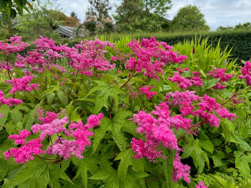 Veronica longifolia 'Perfectly Picasso' (Perfectly Picasso Speedwell ...
