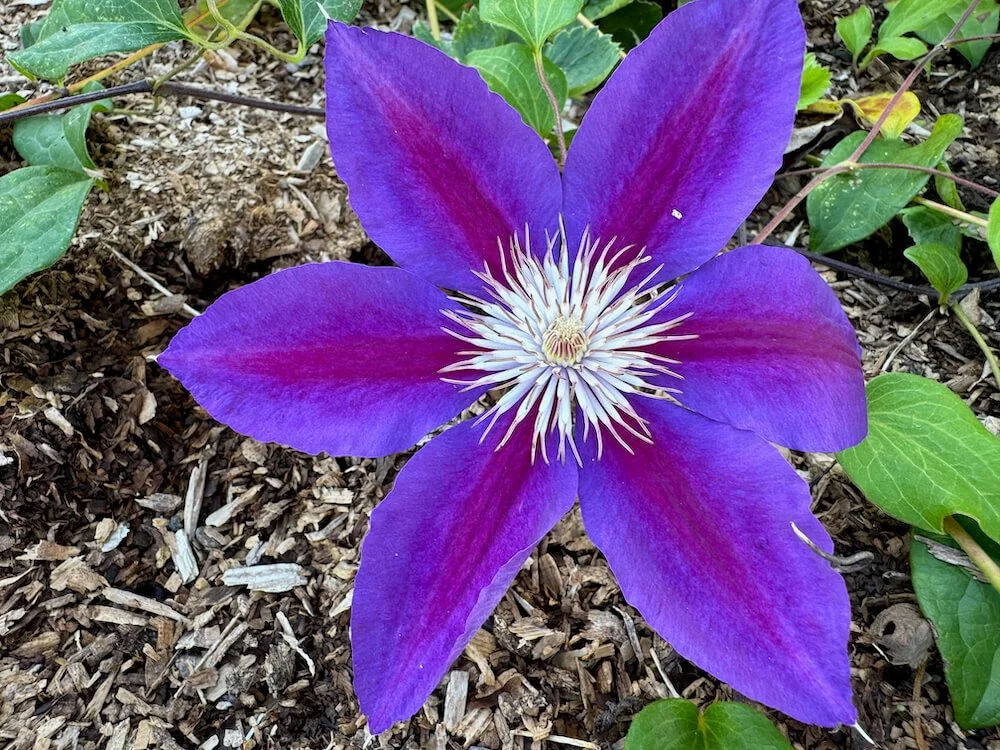 Clematis 'Perrin's Pride' (Perrin's Pride Clematis) — Northwest Blooms