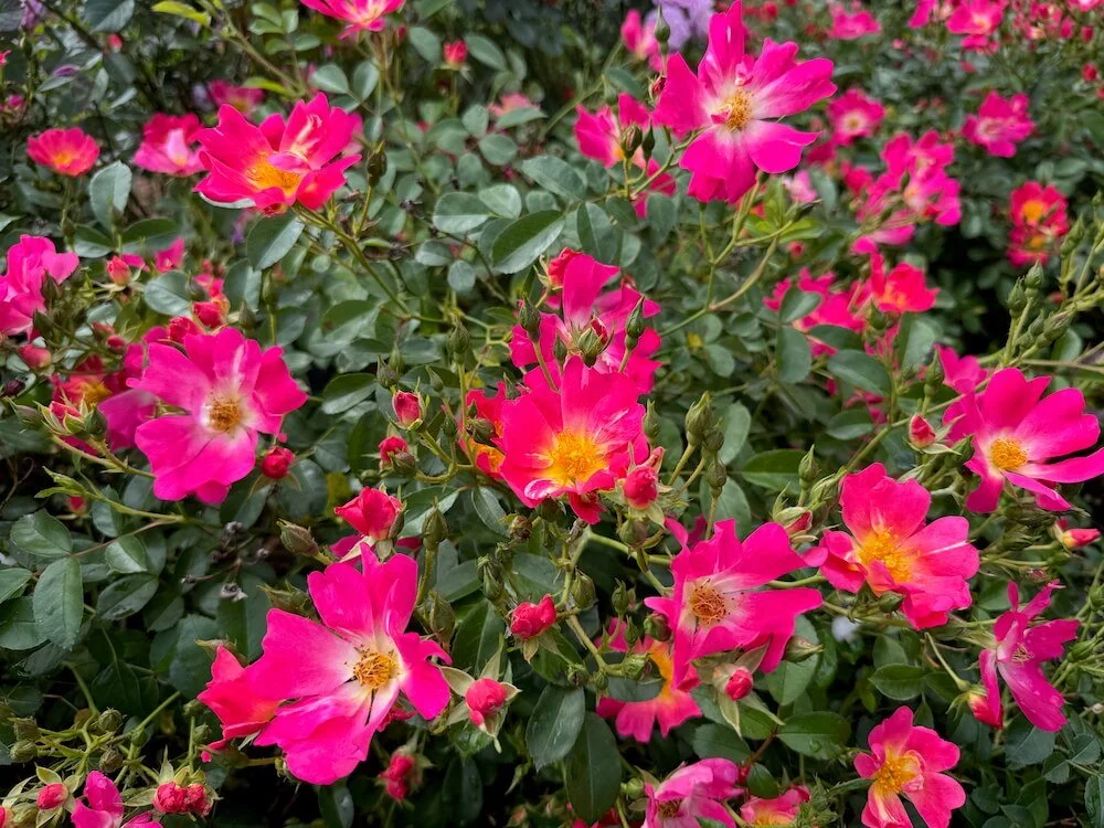 Rose Forms — Northwest Blooms