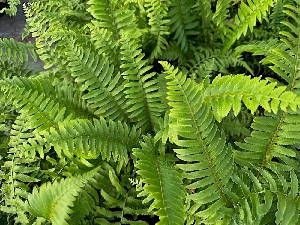 Helleborus foetidus 'Wester Flisk Group' (Wester Flisk Group Stinking ...