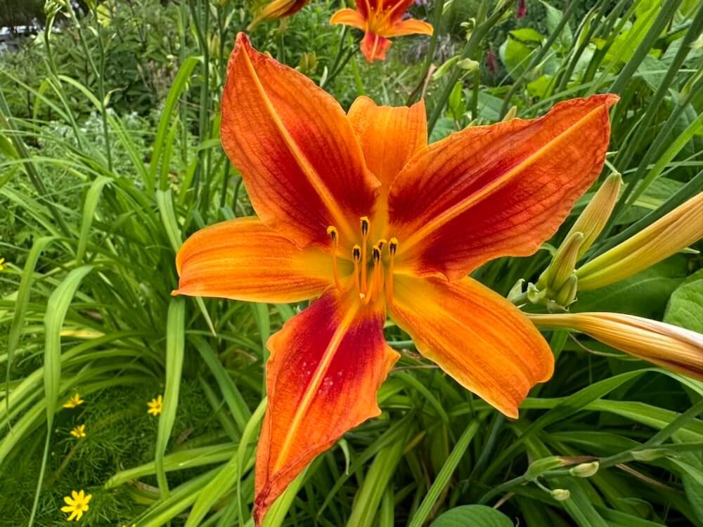 Hemerocallis 'Mighty Chestnut' (Mighty Chestnut Daylily) — Northwest Blooms