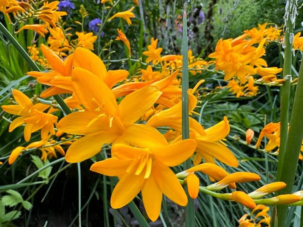 Coreopsis verticillata 'Bengal Tiger' (Bengal Tiger Tickseed ...