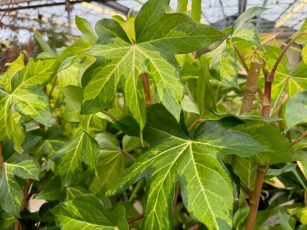 x Fatshedera lizei 'Auero Maculata' (Variegated Tree Ivy) — Northwest ...