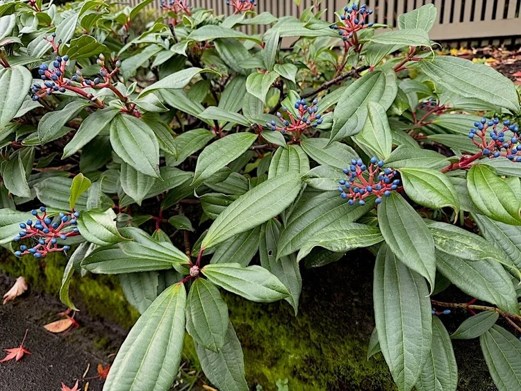 Prunus laurocerasus 'Mount Vernon' (Dwarf English Laurel) — Northwest ...