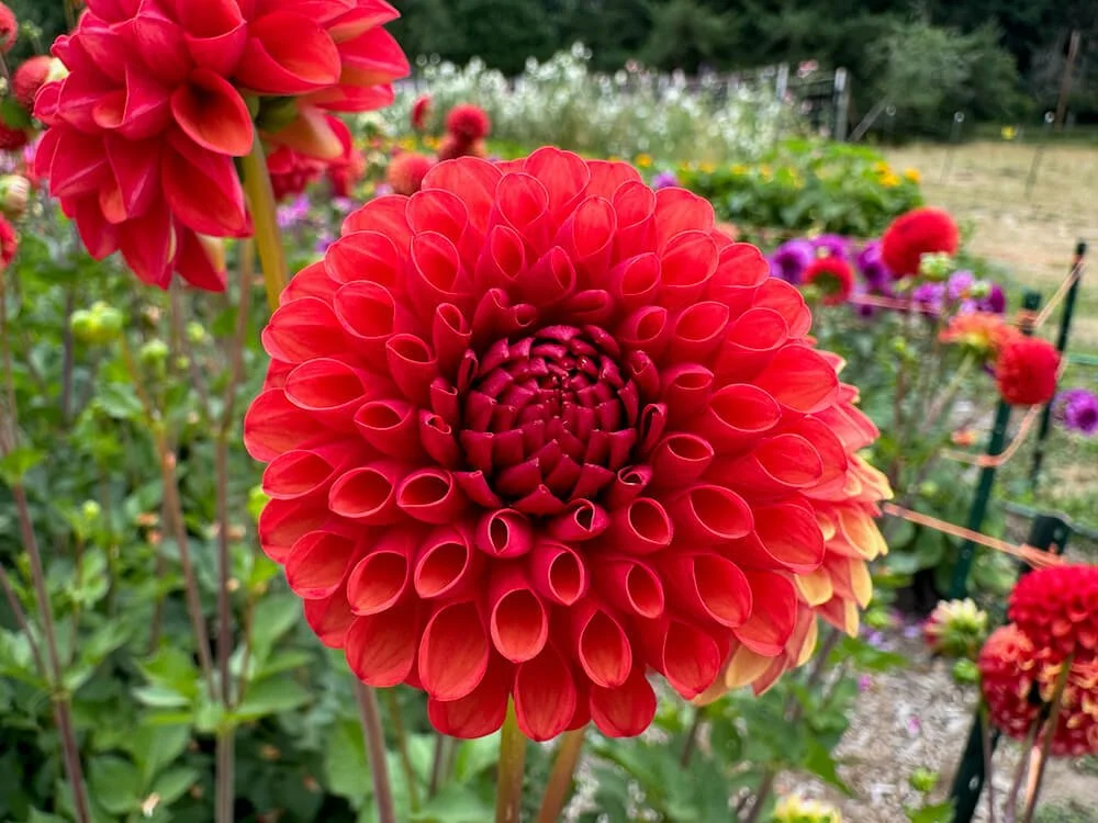 Dahlia 'AC Ben' (AC Ben Dahlia) — Northwest Blooms