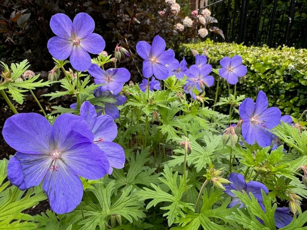 Geranium ‘Johnson’s Blue’ (Johnson’s Blue Cranesbill) — Northwest Blooms