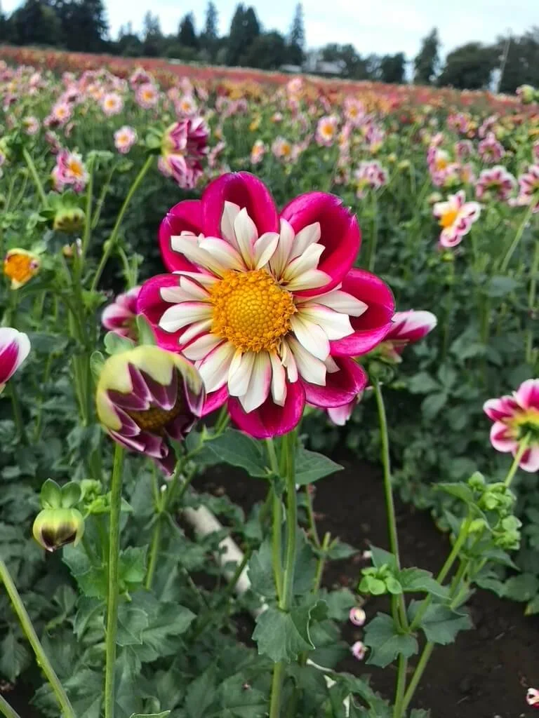 Dahlia 'Koko Puff' (Koko Puff Dahlia) — Northwest Blooms