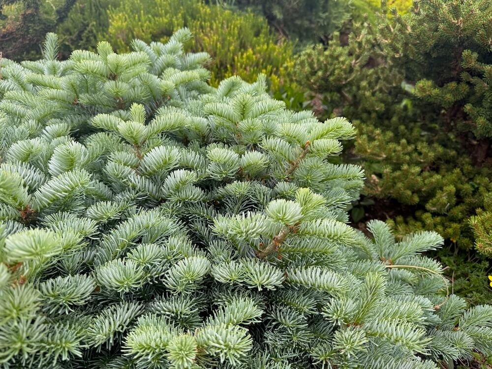 Taxus x media 'H.M. Eddie' (H.M. Eddie Yew) — Northwest Blooms