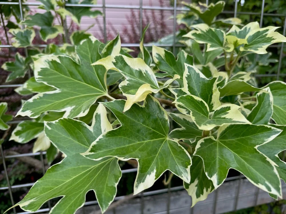 x Fatshedera lizei 'Angyo Star' (Angyo Star Tree Ivy) — Northwest Blooms