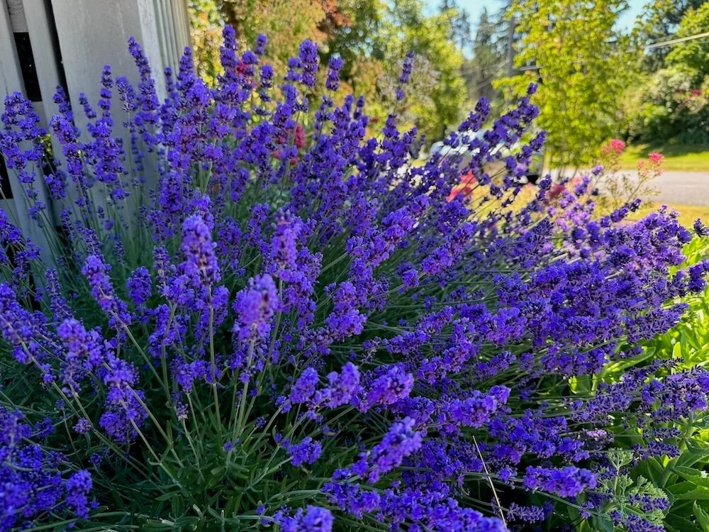 Ceanothus thyrsiflorus 'Victoria' (Victoria California Lilac ...