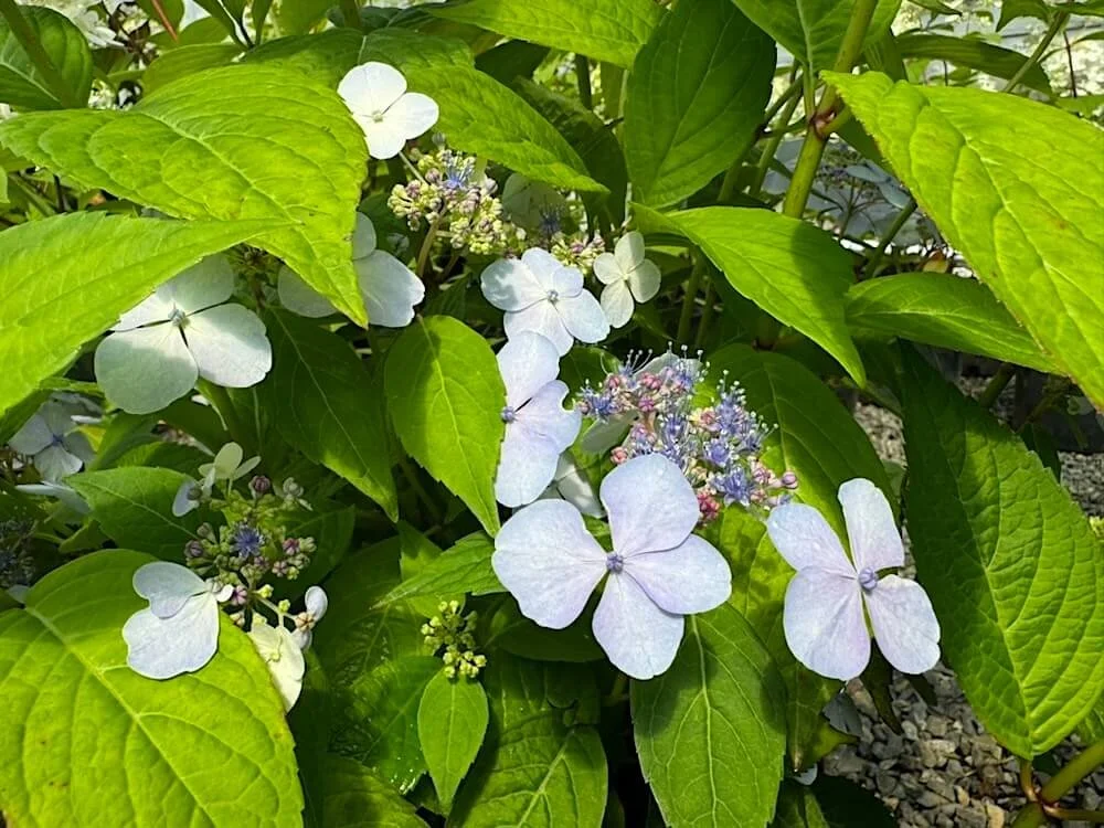 Hydrangea macrophylla 'Monmar' (Blue Enchantress Hydrangea) — Northwest ...