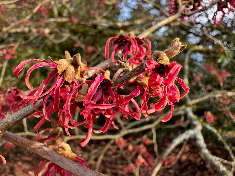 Hamamelis x intermedia 'Diane' (Diane Witch Hazel) — Northwest Blooms