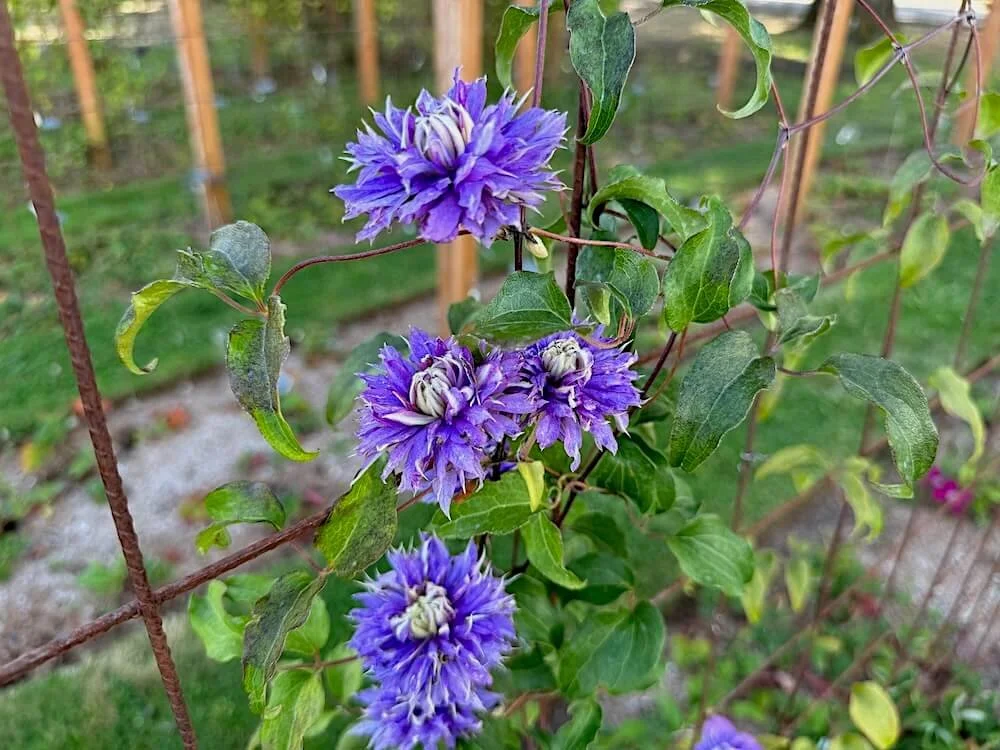 Clematis 'Perrin's Pride' (Perrin's Pride Clematis) — Northwest Blooms