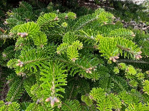 Taxus x media 'H.M. Eddie' (H.M. Eddie Yew) — Northwest Blooms