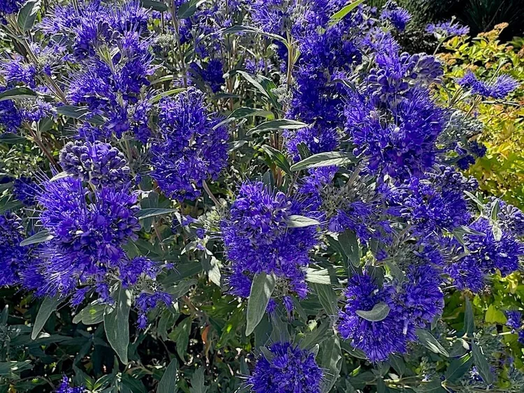 Ceanothus thyrsiflorus 'Victoria' (Victoria California Lilac ...