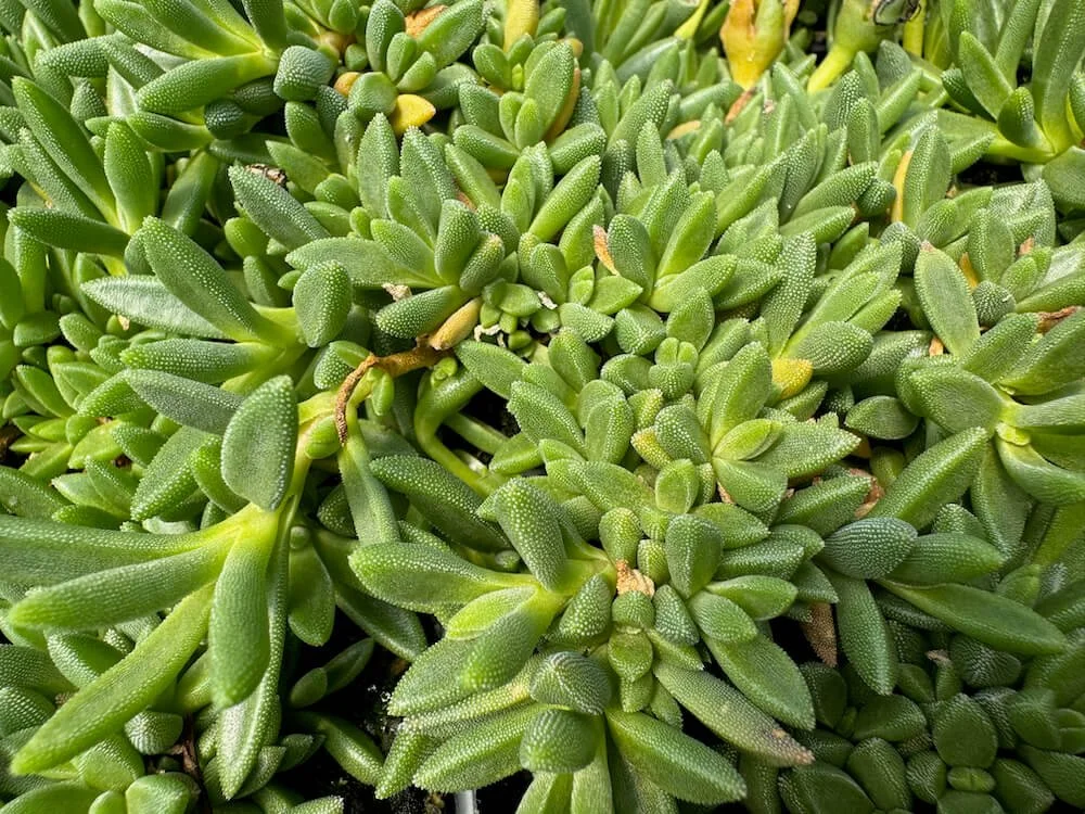 Delosperma x 'Red Mountain Flame' (Red Mountain Flame Ice Plant ...