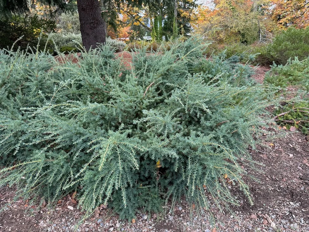 Taxus x media 'H.M. Eddie' (H.M. Eddie Yew) — Northwest Blooms