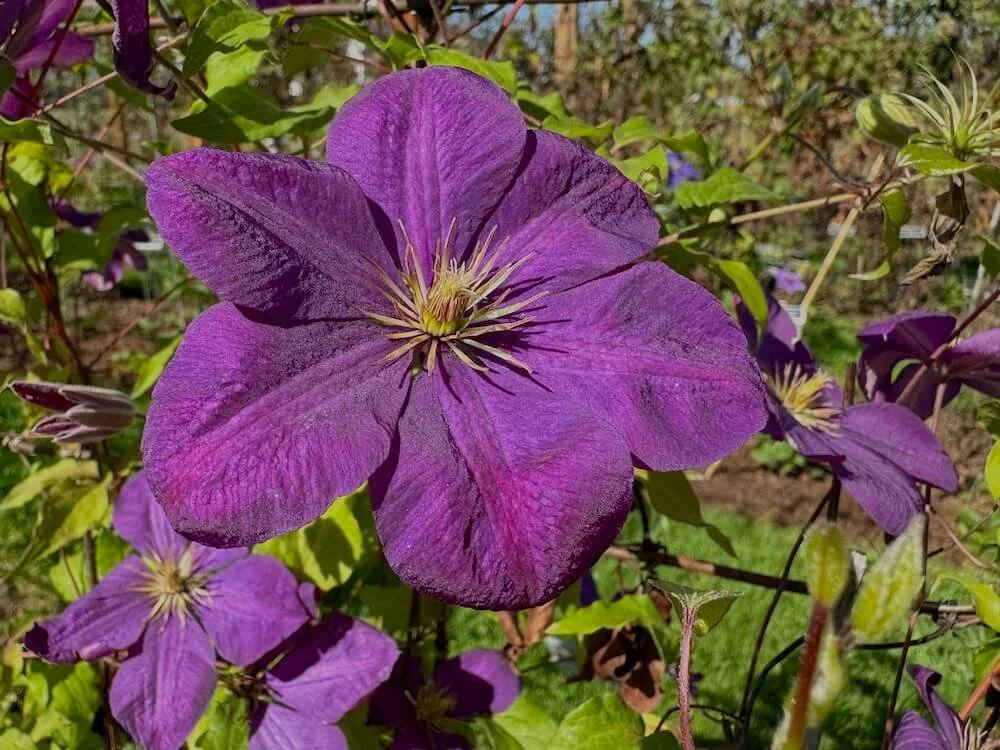 Clematis 'Venosa Violacea' (Venosa Violacea Clematis) — Northwest Blooms