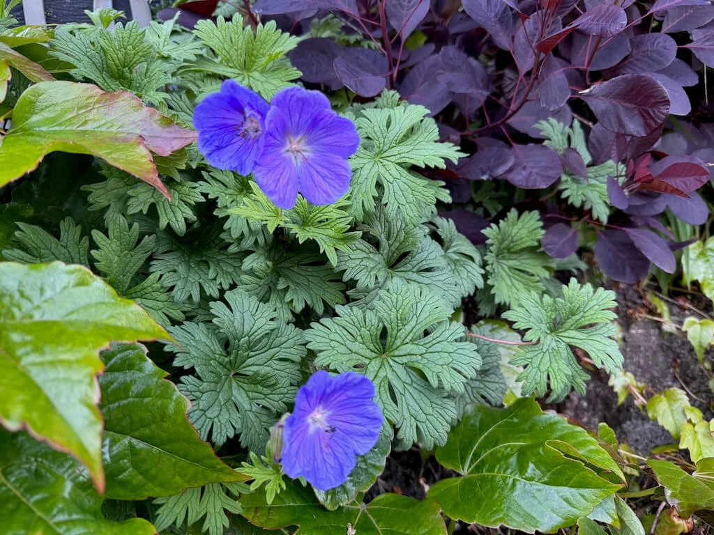 Geranium himalayense 'Gravetye' ( Lilac Cranesbill) — Northwest Blooms