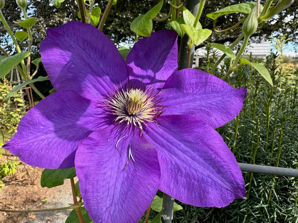 Clematis 'Perrin's Pride' (Perrin's Pride Clematis) — Northwest Blooms