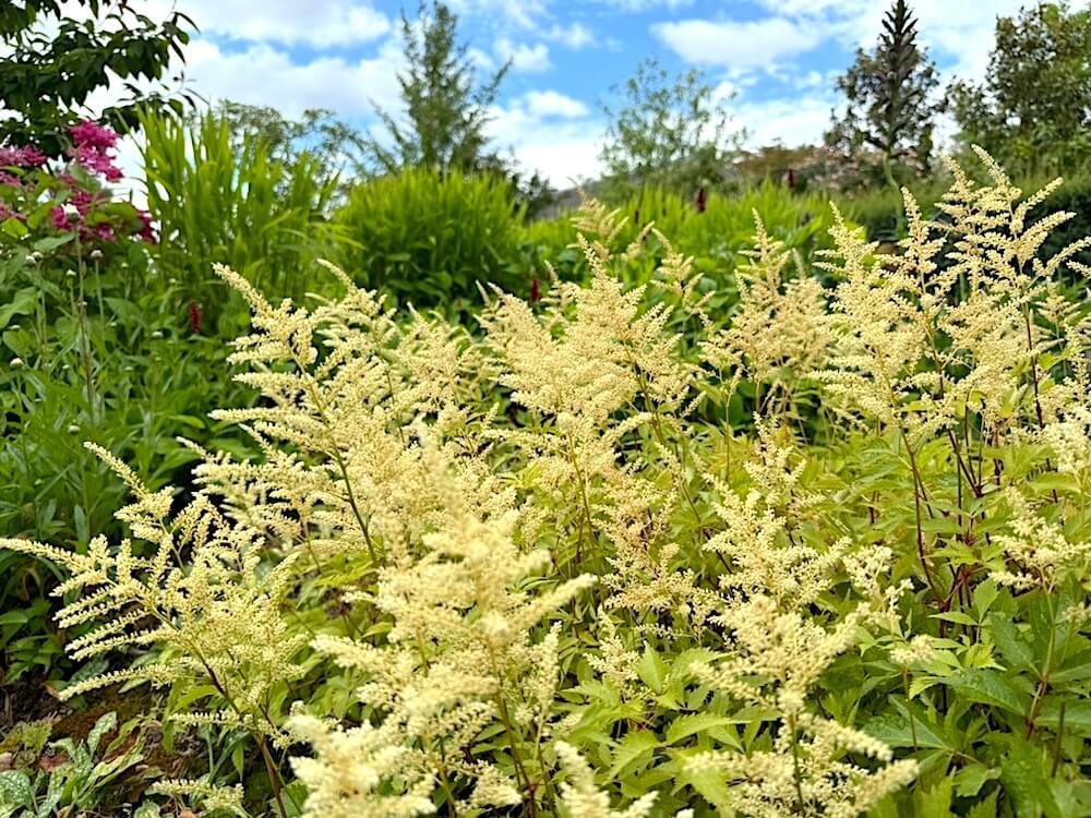 Astilbes — Northwest Blooms