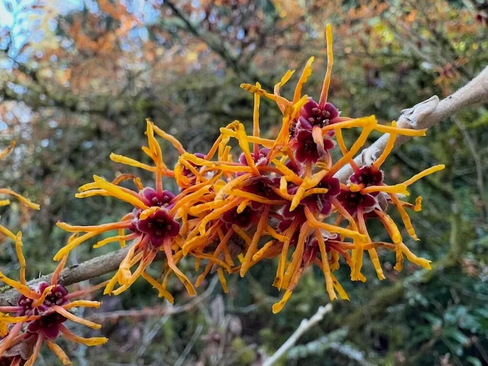 Hamamelis japonica 'Zuccariniana' (Zuccariniana Japanese Witch Hazel ...
