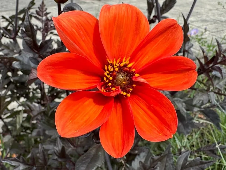 Dahlia 'Valley Rust Bucket' (Valley Rust Bucket Dahlia) — Northwest Blooms