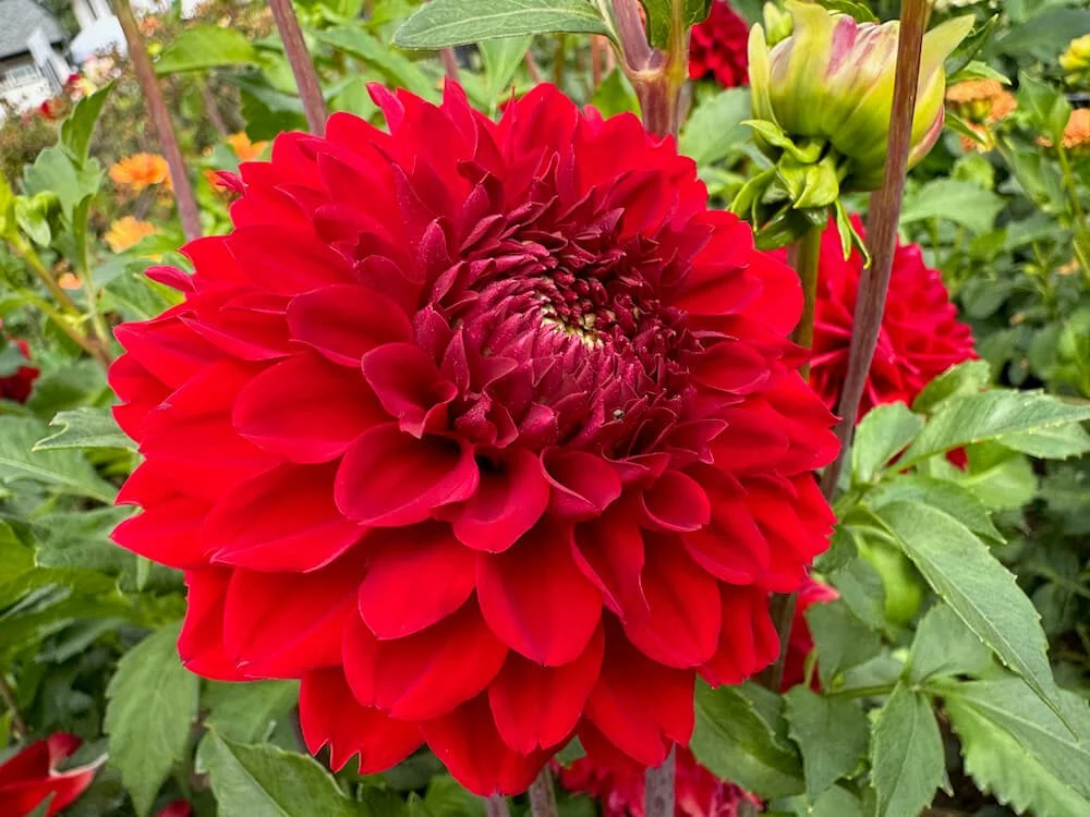 Dahlia 'Vixen' (Vixen Dahlia) — Northwest Blooms